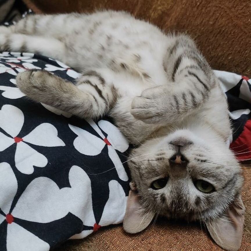 Котёнок в добрые руки