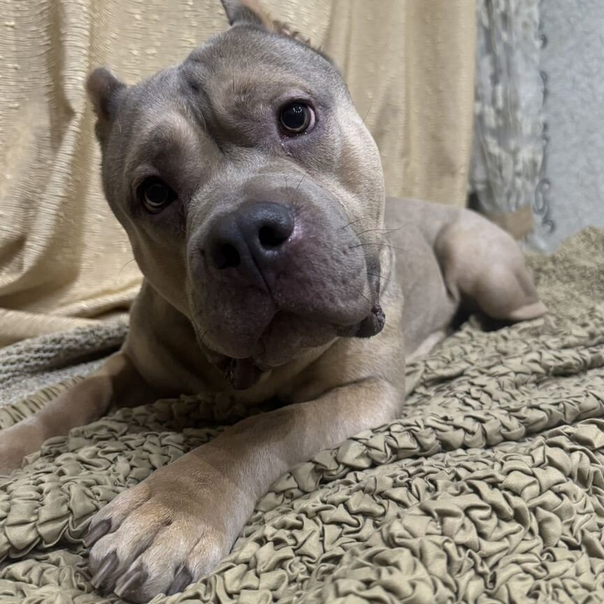 Американский булли вязка