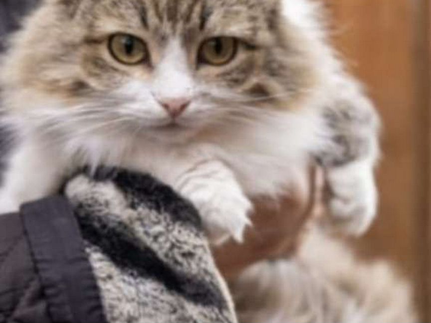 Стерелезованная пушистая красавица