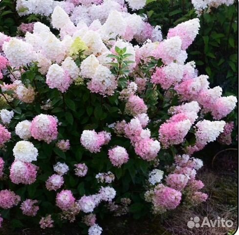 Гортензия метельчатая купить в Великом Новгороде | Товары для дома и ...