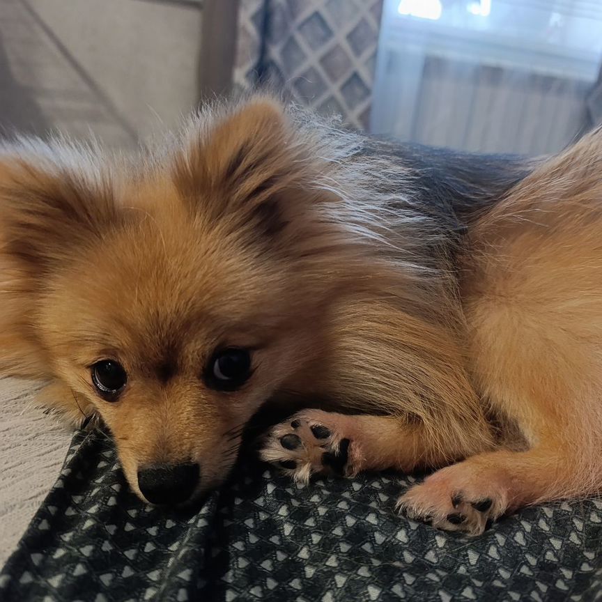 Немецкий шпиц девочка 1 год. С документами