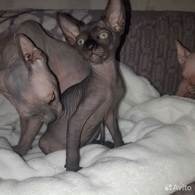 Канадский сфинкс котятки