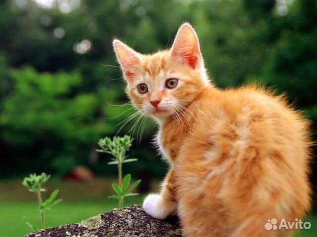Рыжий котик 3 месяца