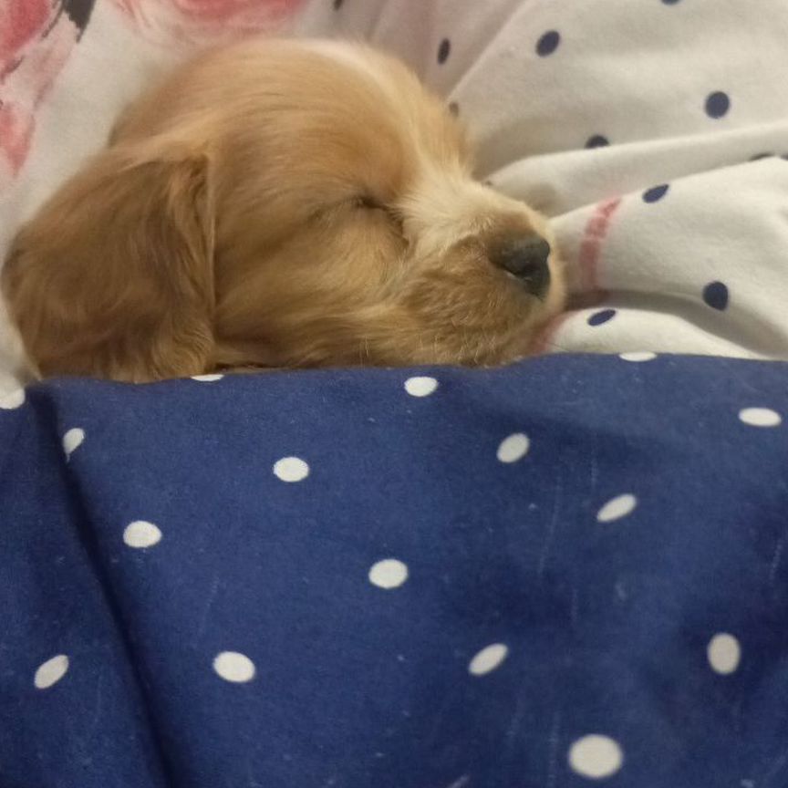 Английский кокер-спаниель, щенок