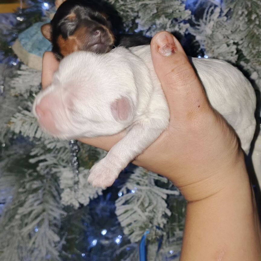 Бивер-йоркширский терьер, щенок