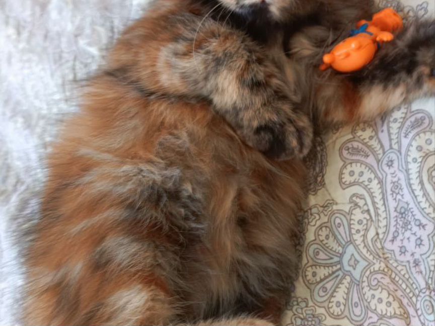 Клубные котята породы Курильский бобтейл