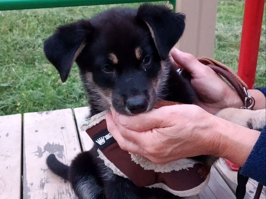 Щенок девочка