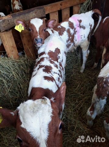 Телята, бычки и тёлочки доставка