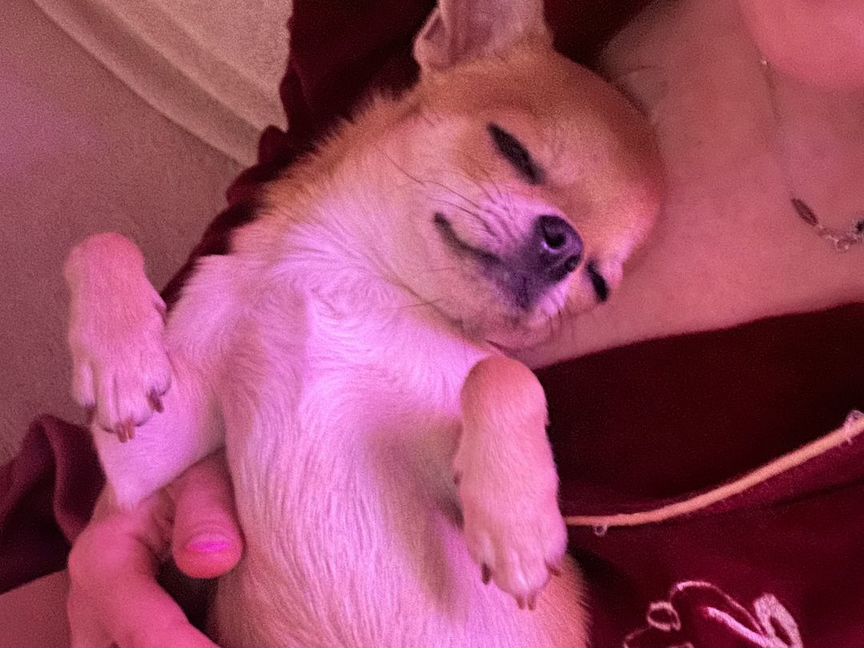 Отдам в добрые руки