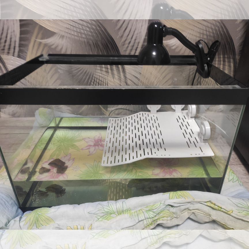 Красноухая черепаха