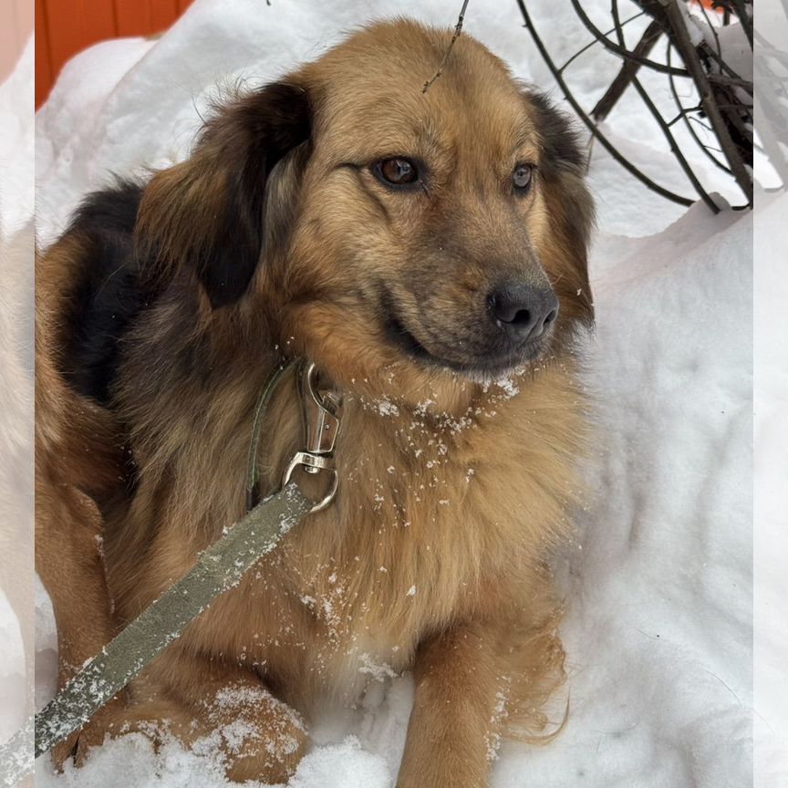 Взрослая собака в добрые руки