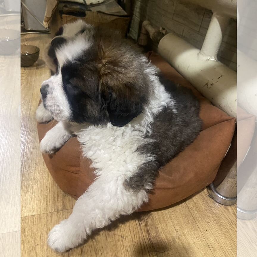 Сенбернар, щенок