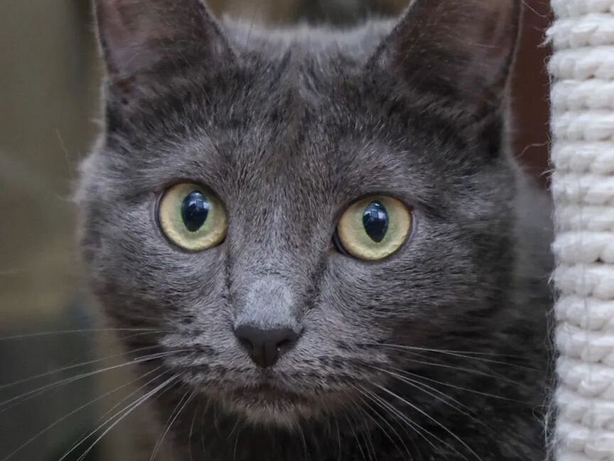 Кошечку Гретту никто не замечает