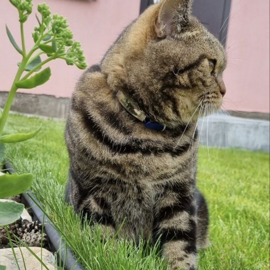 Британский кот в добрые руки