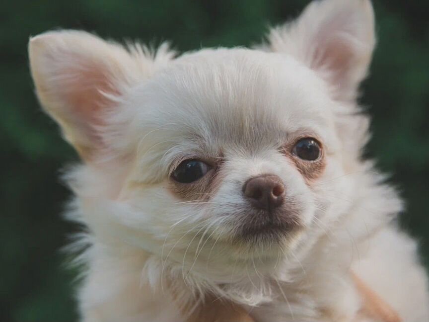 Щенки чихуахуа девочки