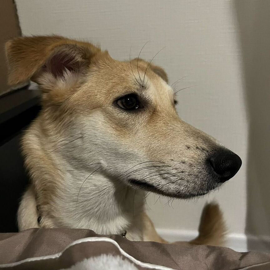 Собака в добрые руки Злата