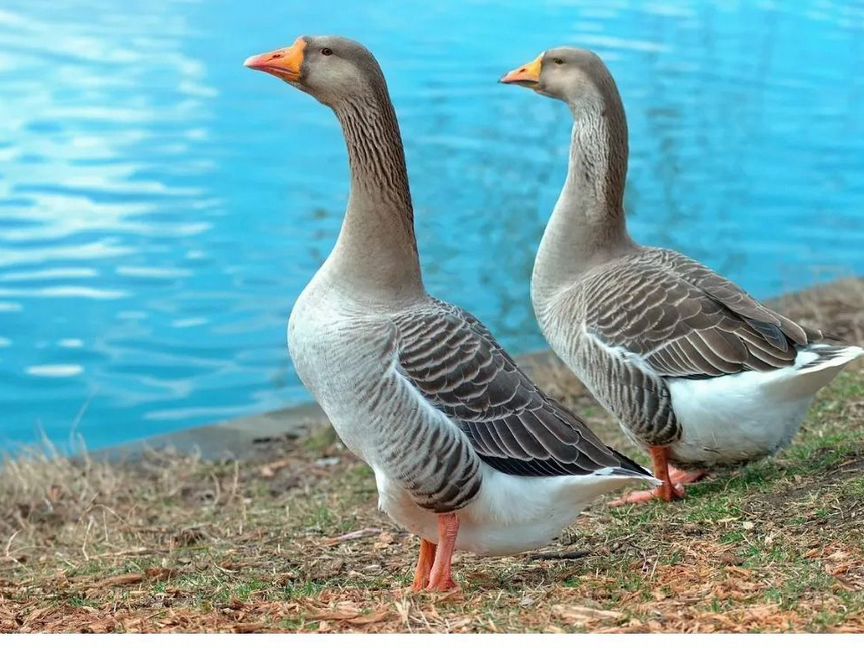 Семья гусей 4 шт