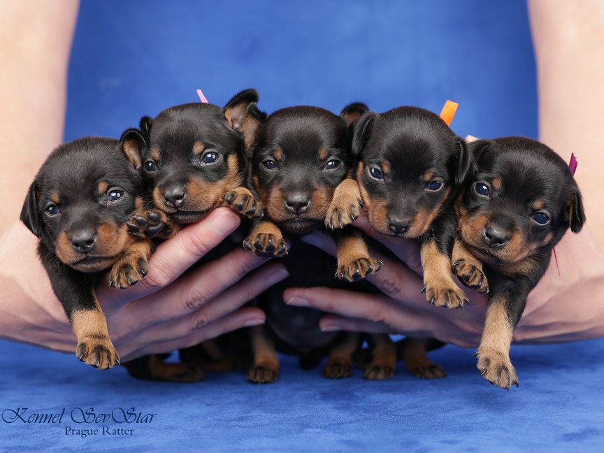 Пражский Крысарик