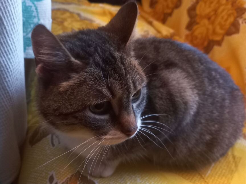 Отдам кошку в добрые руки