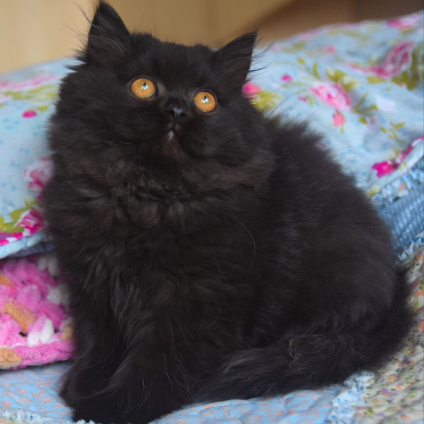 Британский длинношёрстный котёнок