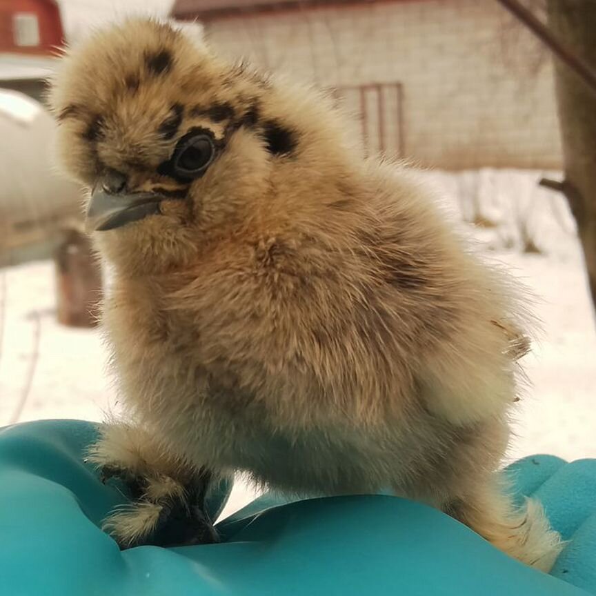 Цыплята китайских шелковых подрощенные