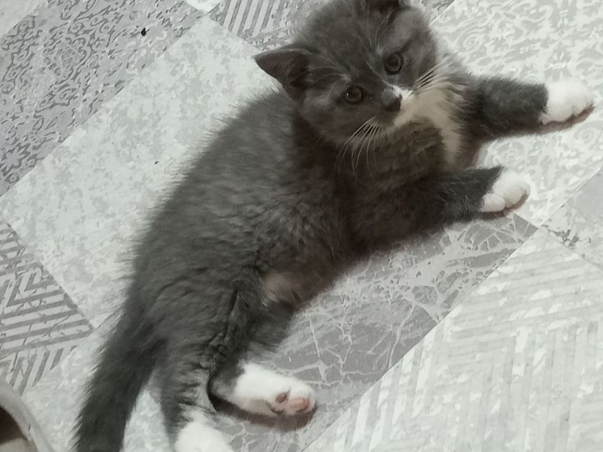 Отдам котёнка,Барсика, 21 ноября родился