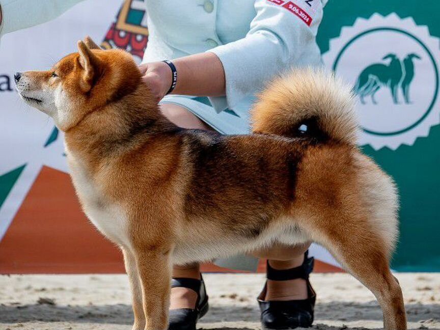 Вязка Сиба ину