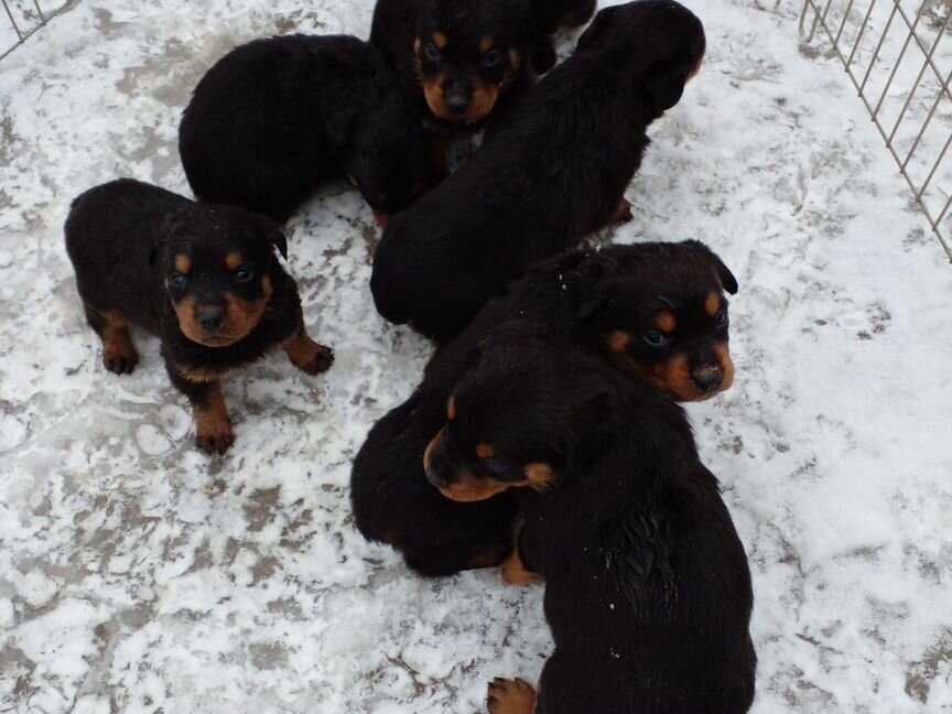 Ротвейлер щенки