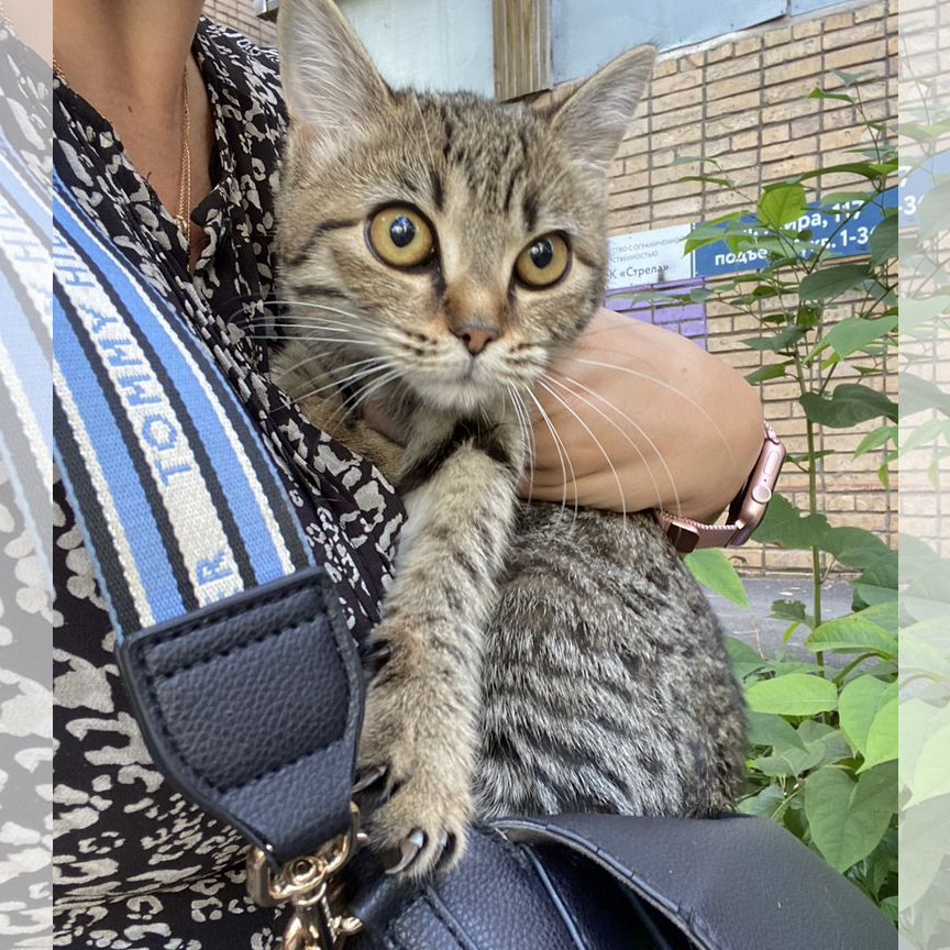 Найдена кошечка домашняя