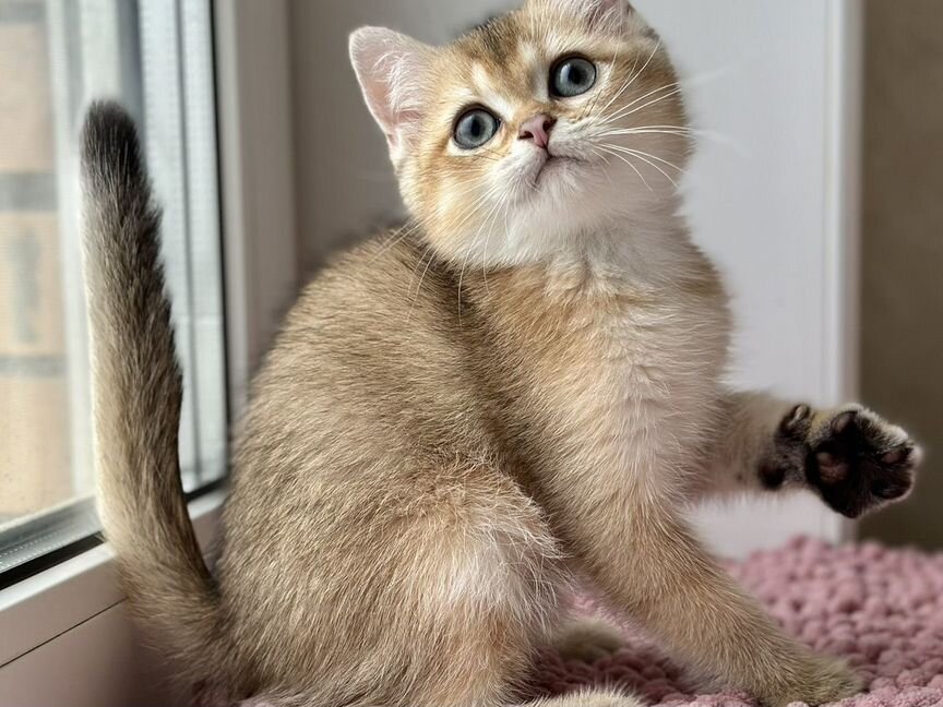 Кошечка золотая шиншилла с прививками