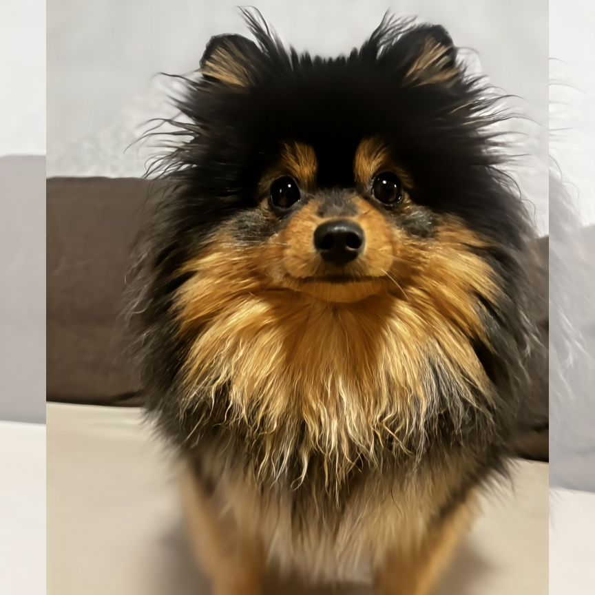 Померанский шпиц, взрослая собака