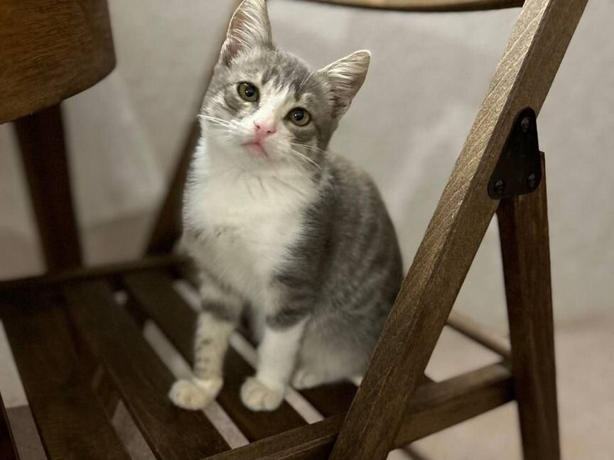 Котенок в добрые руки