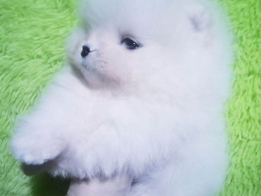 Толстолапый пушистик