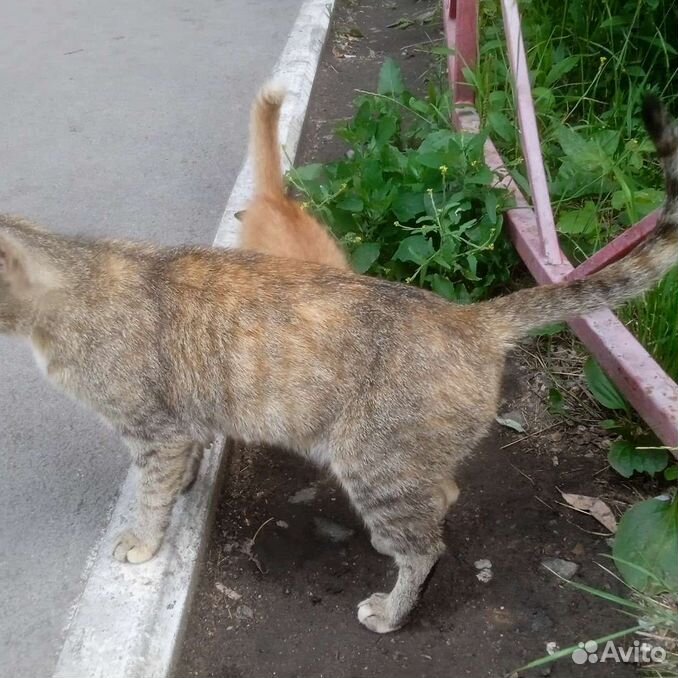 Мама с котятами хотят жить