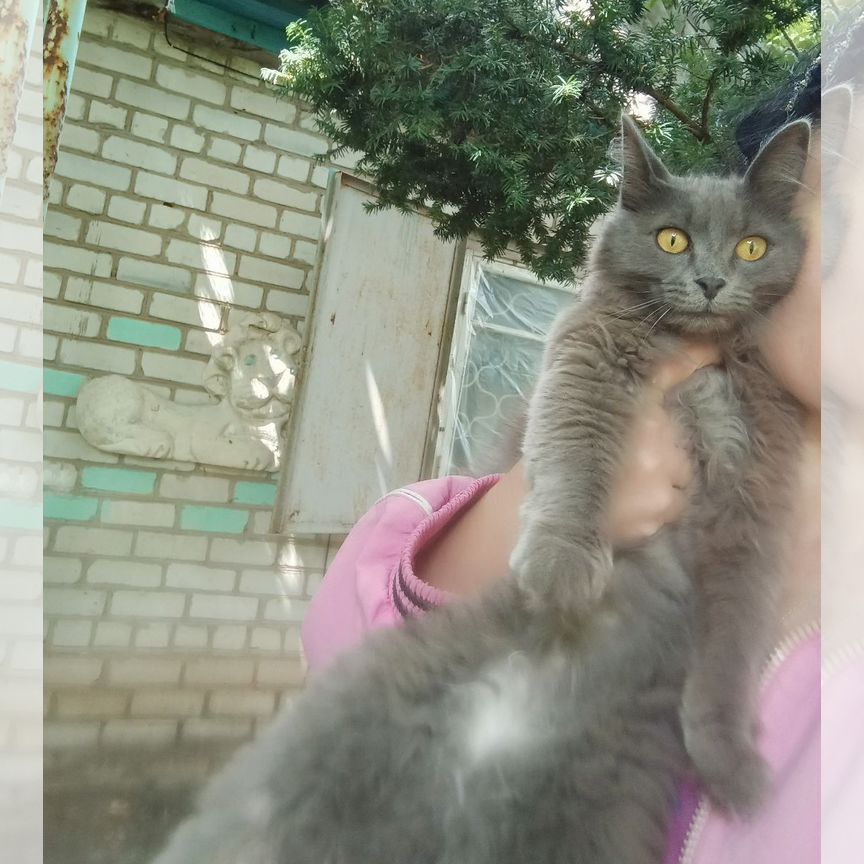 Кошка