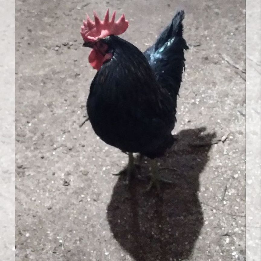 Молодые петухи