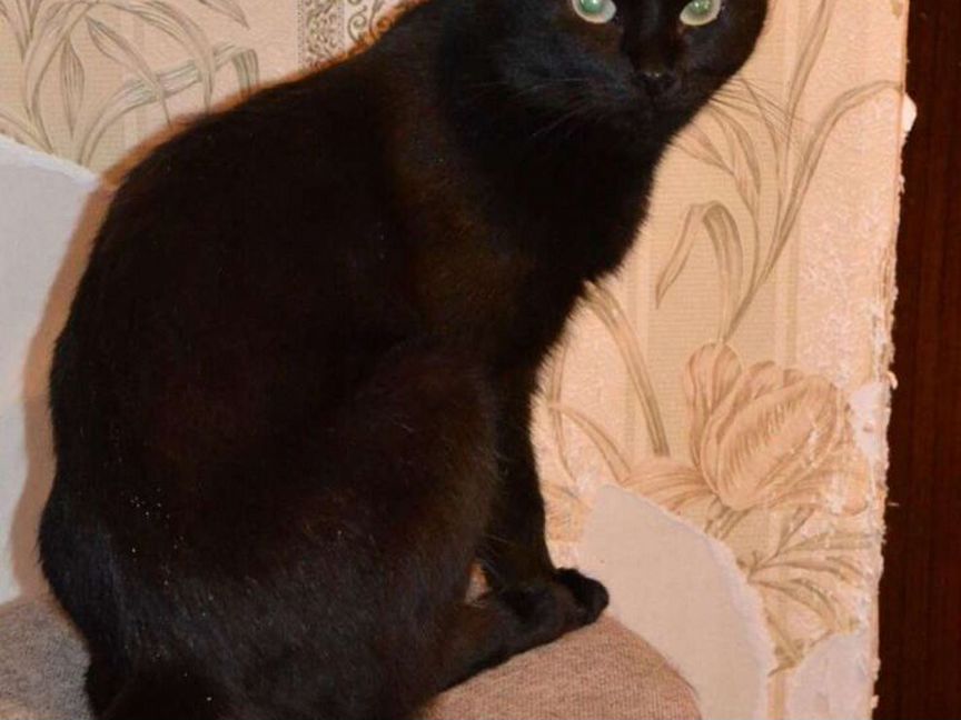 Мими ищет дом