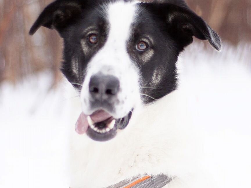Собака в добрые руки