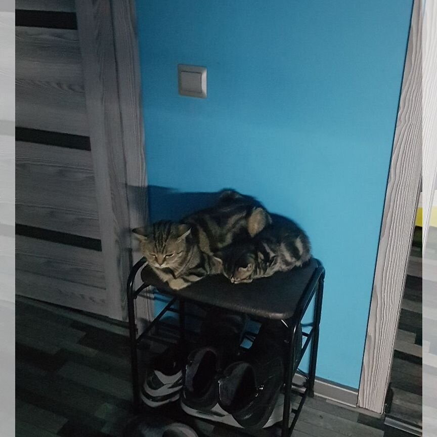 Шотландский прямоухий короткошёрстный котёнок