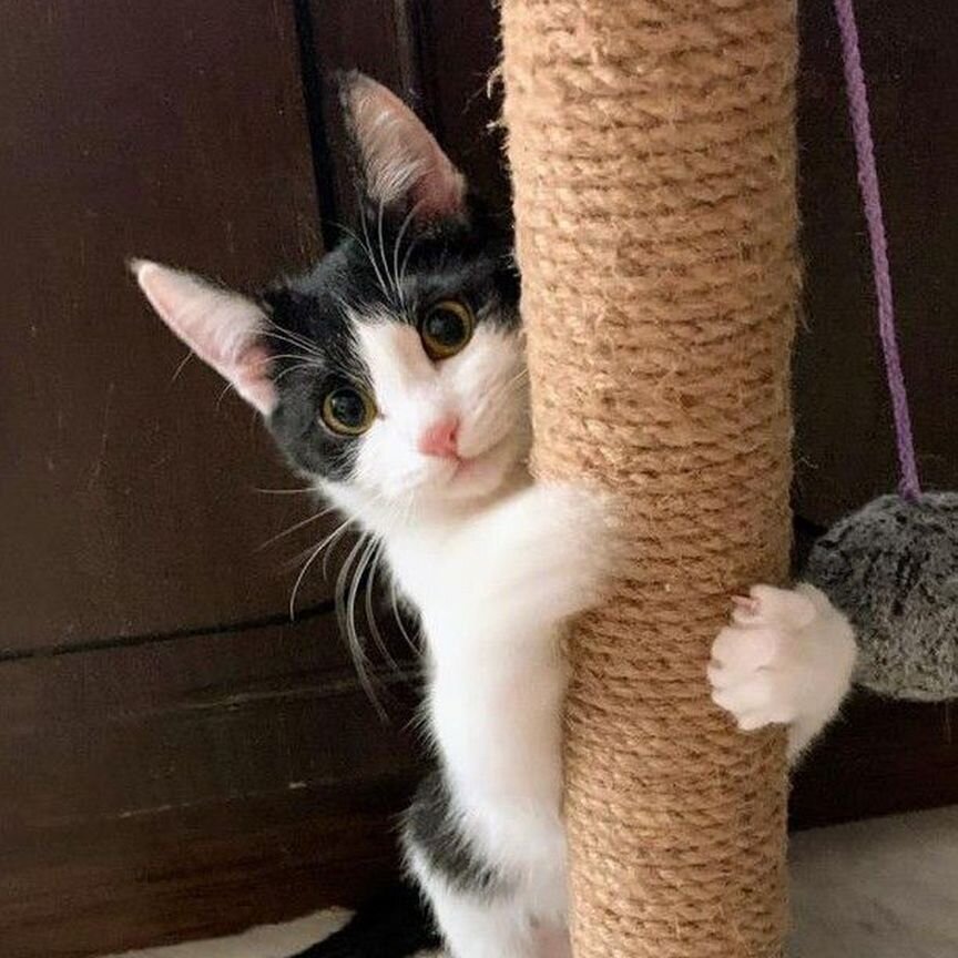 Очень милая котейка Микки, 7 месяцев