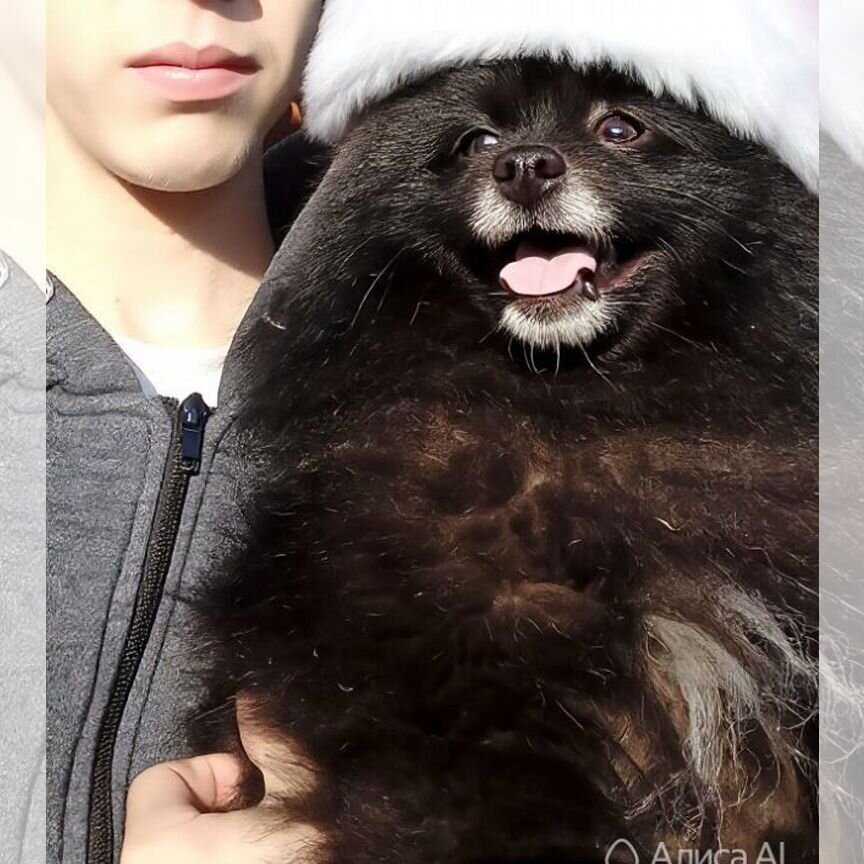 Немецкий шпиц, взрослая собака