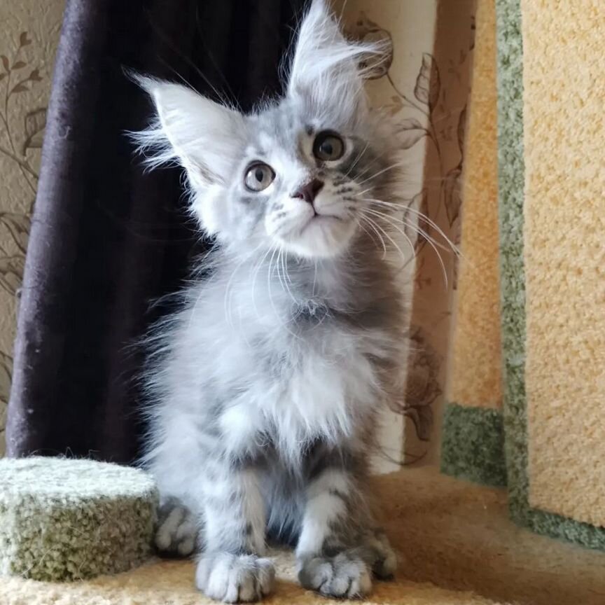 Мейн-кун котёнок