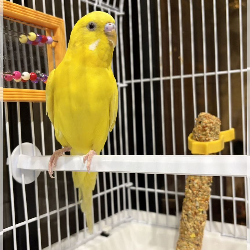 Волнистый попугай с клеткой