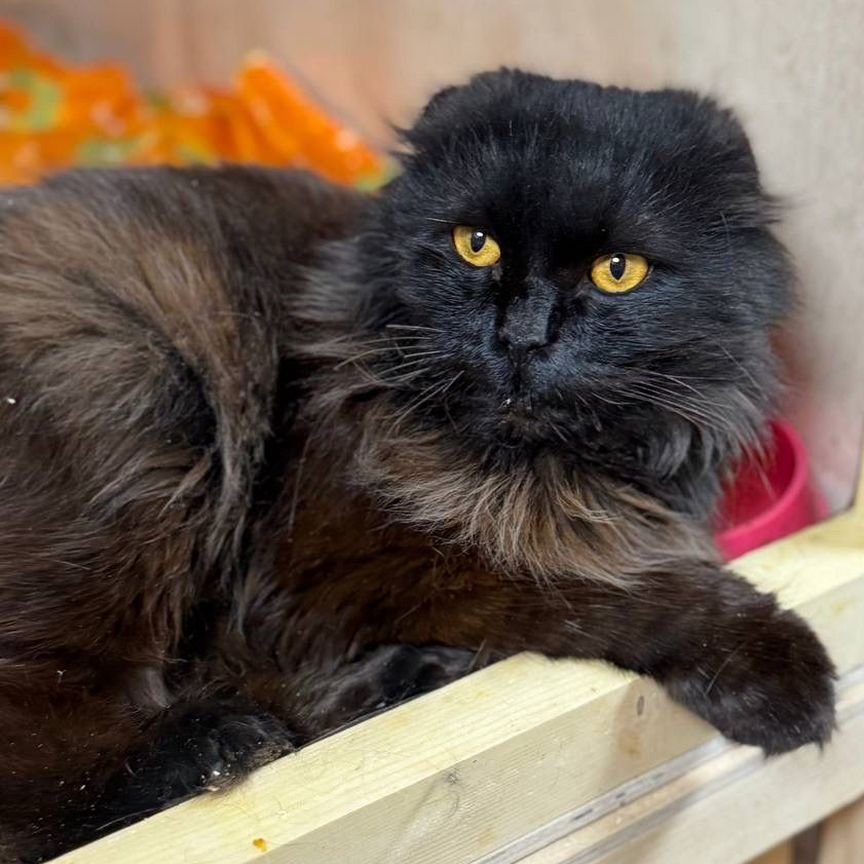 Взрослый кот в добрые руки