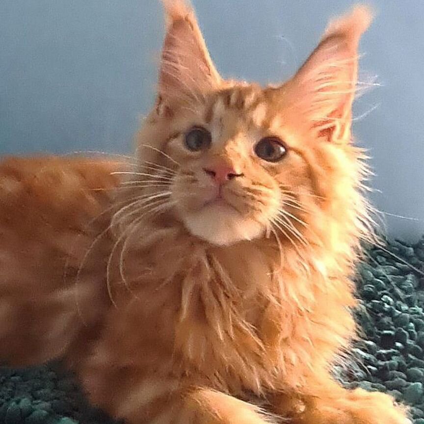 Мейн-кун красавчик