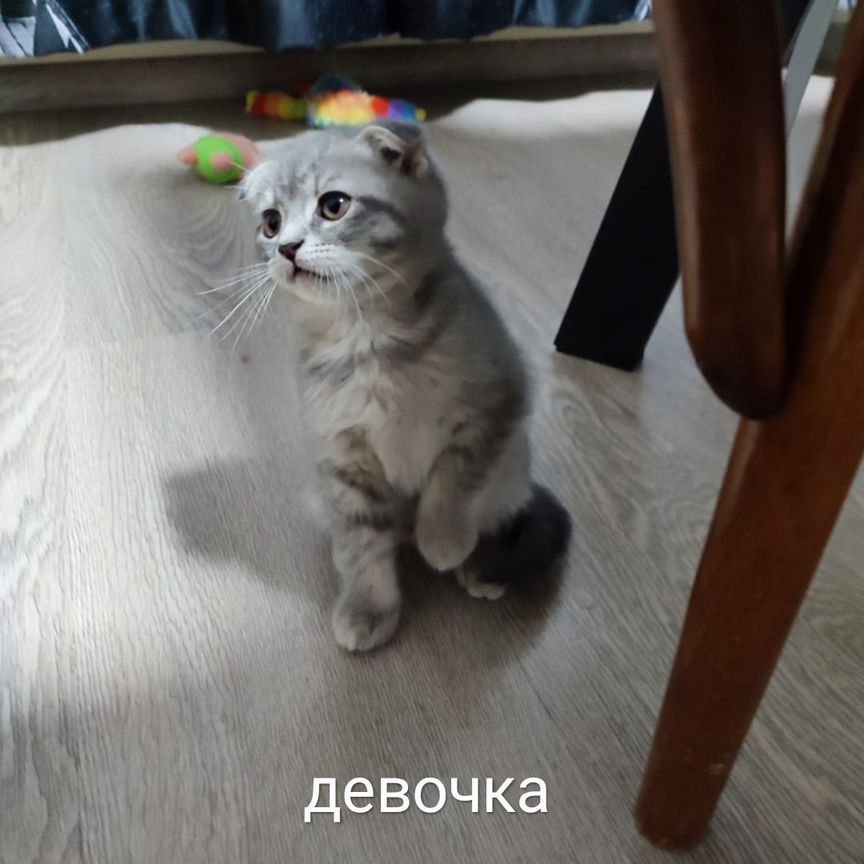 Котята