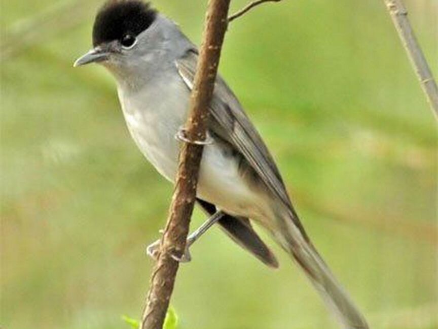 Славка черноголовка