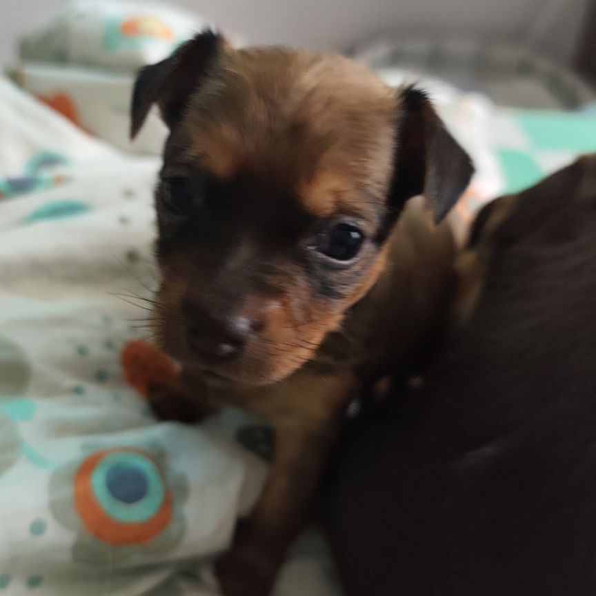 Русский той-терьер, щенок