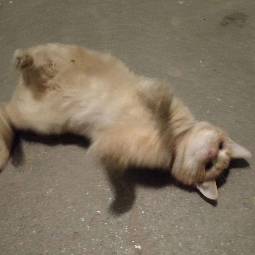 Котёнок
