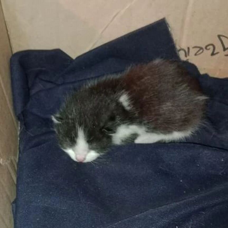 Котёнок в добрые руки